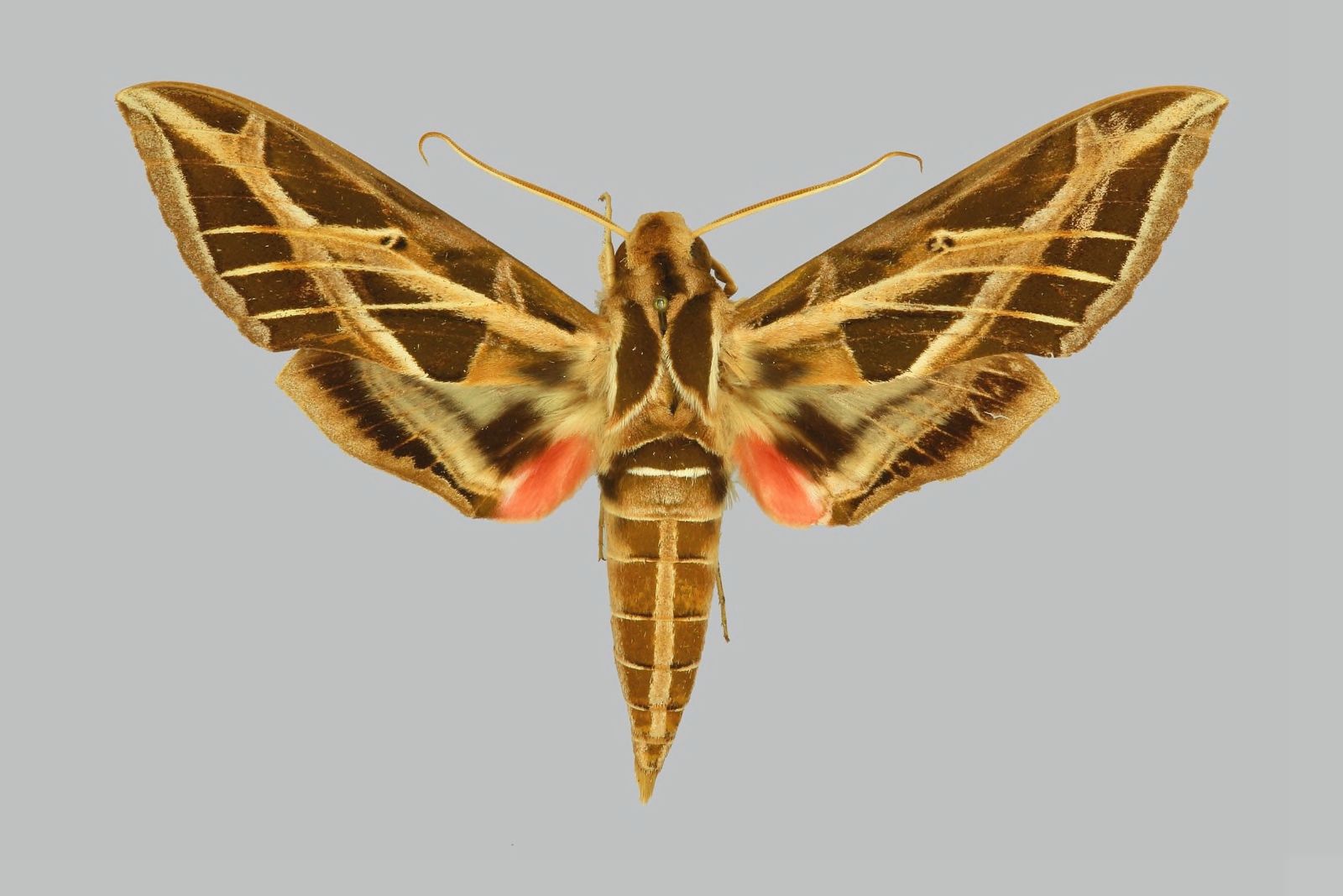 Eumorpha vitis [(Linnaeus, 1758) ]