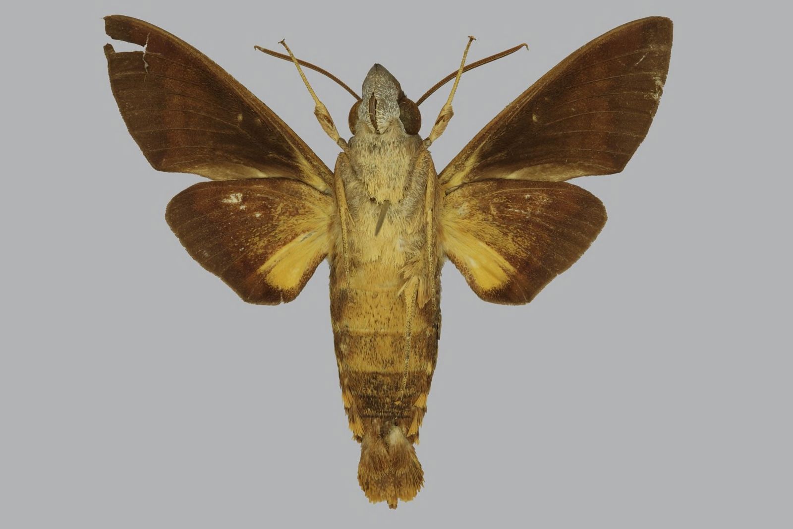 Macroglossum meeki [Rothschild & Jordan, 1903 ]