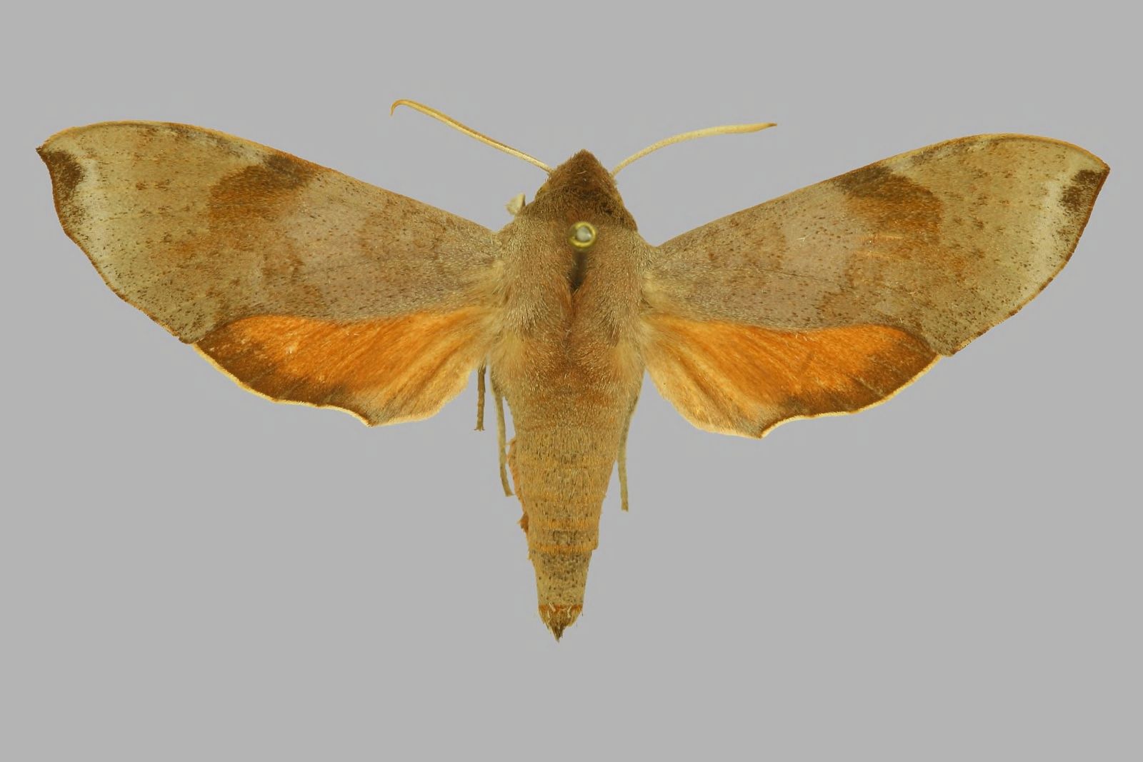 Temnora murina [(Walker, 1856) ]