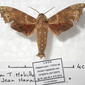 Media gallery | Sphingidae Taxonomic Inventory